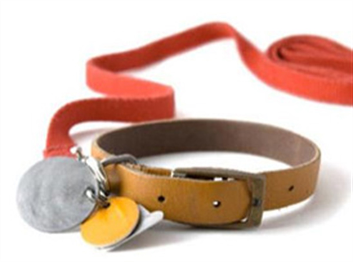 Dog Registration | South Burnett Regional Council